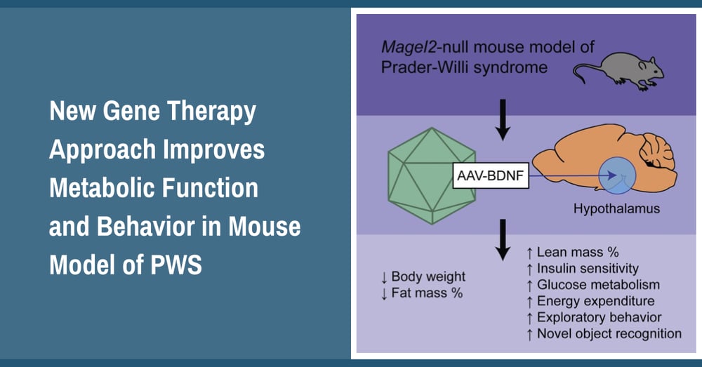 New Gene Therapy Approach Improves Metabolic Function and Behavior in ...