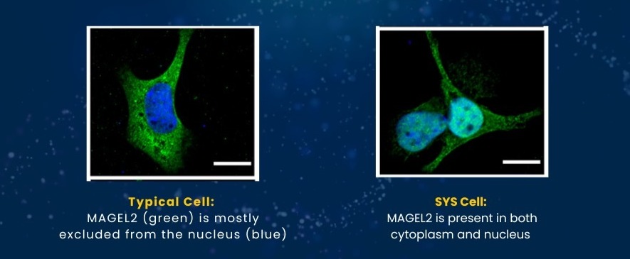 Inside the Cell: MAGEL2 Mislocalization and What It Means for SYS Research