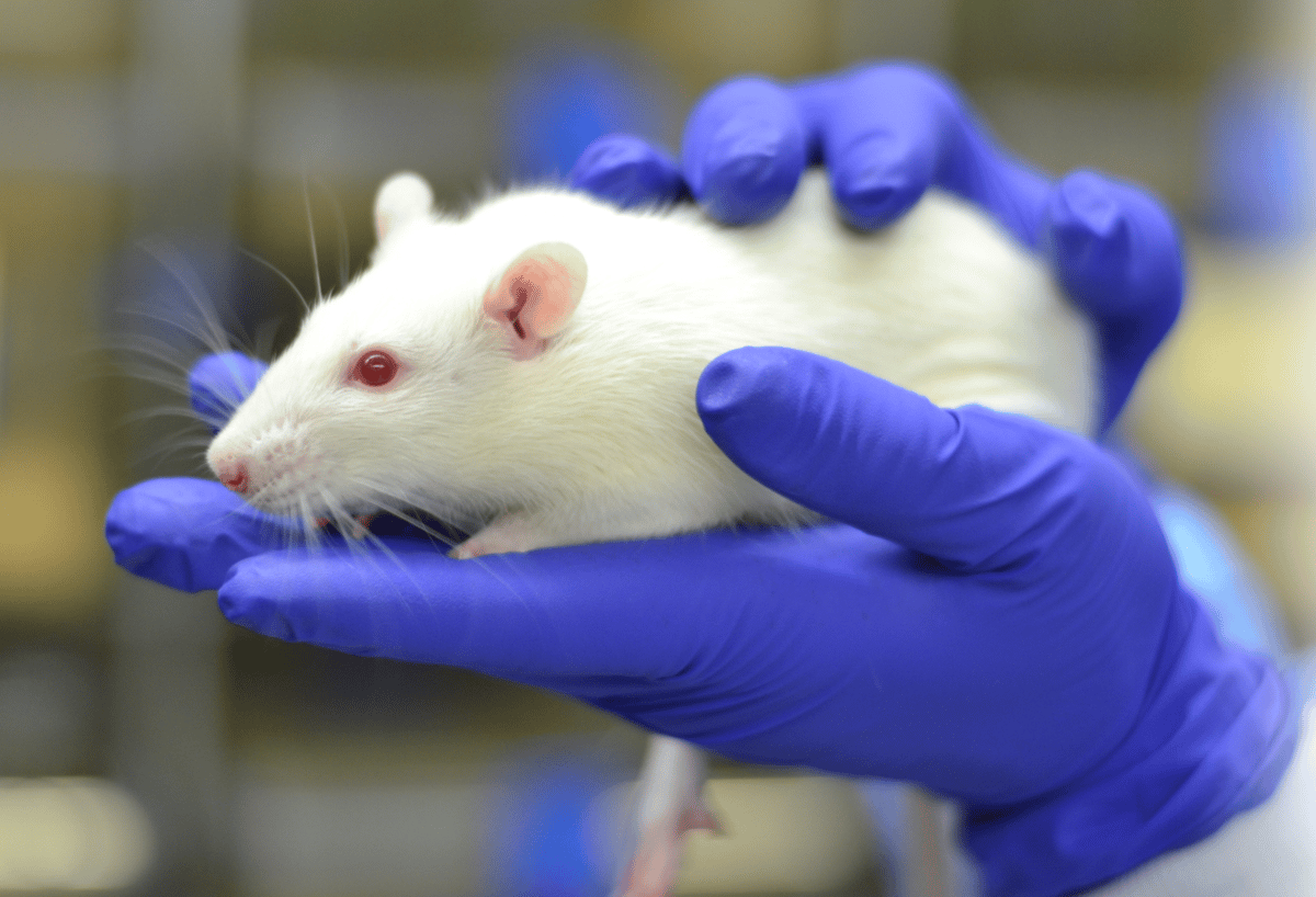 A New Rat Model for the Study of Features Underlying Schaaf-Yang Syndrome